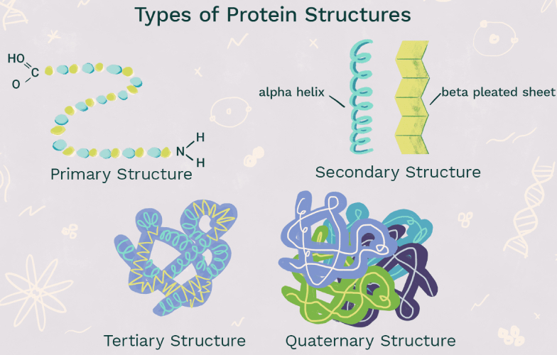 What is The Protein Structures,Types, And Functions